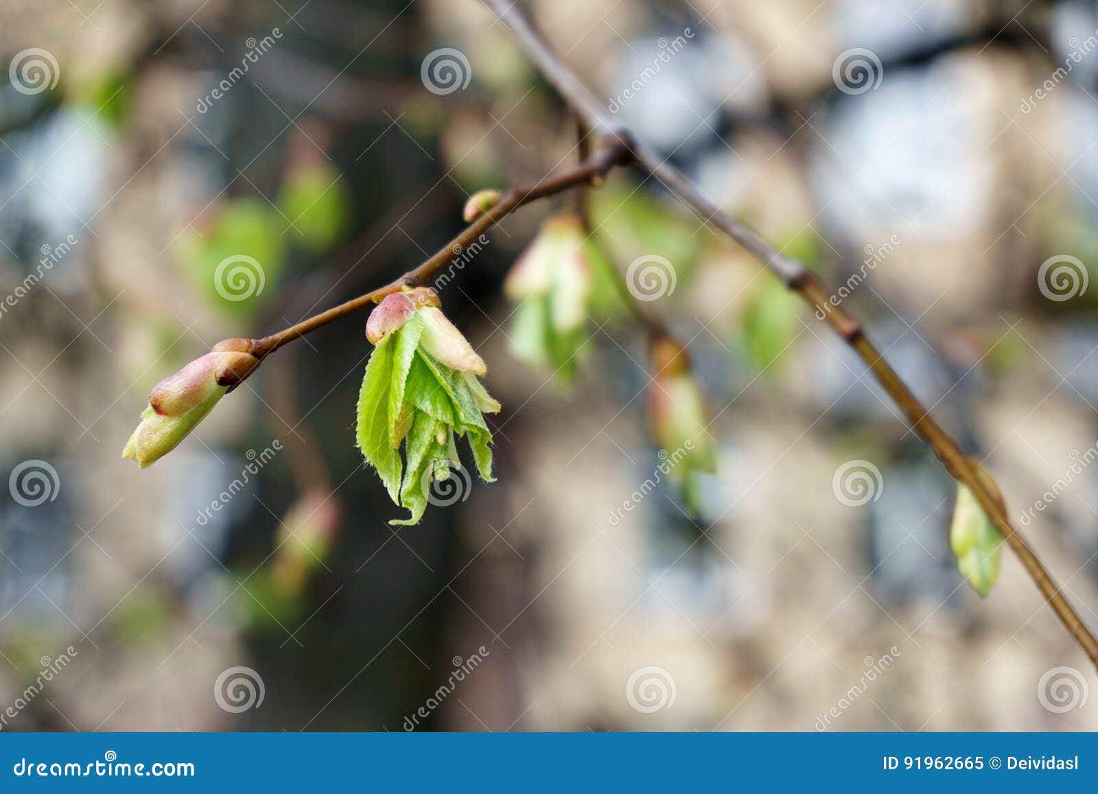 Sprouting bud in spring stock image. Image of plant, plants - 91962665