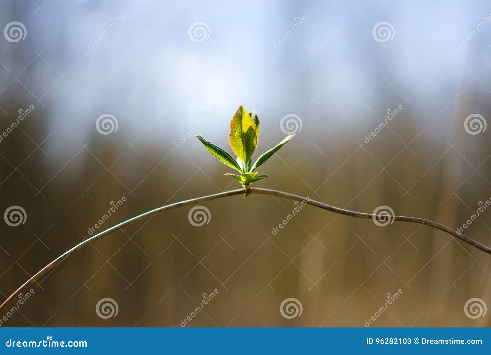 A Sprouting Bud on a Twig, Resembling a Rope-walker Stock Image - Image ...