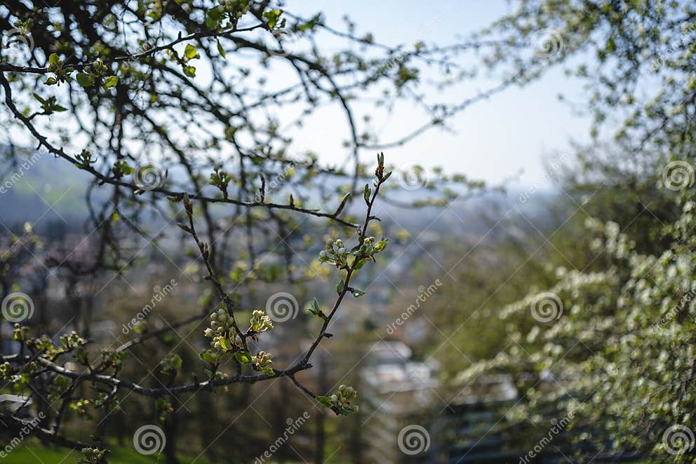 Sprouting Buds on Old Trees in Spring - Everything Begins To Bloom ...
