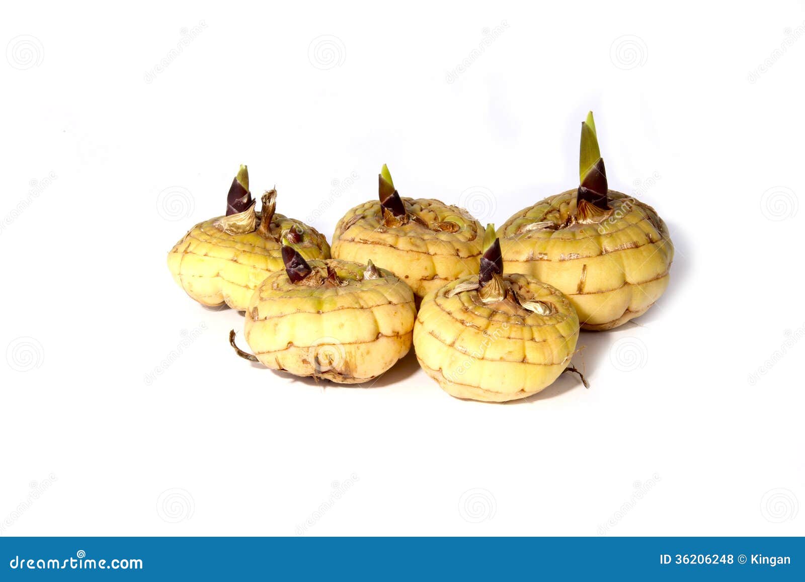 Sprouting bulbs gladiolus stock photo. Image of sprout - 36206248