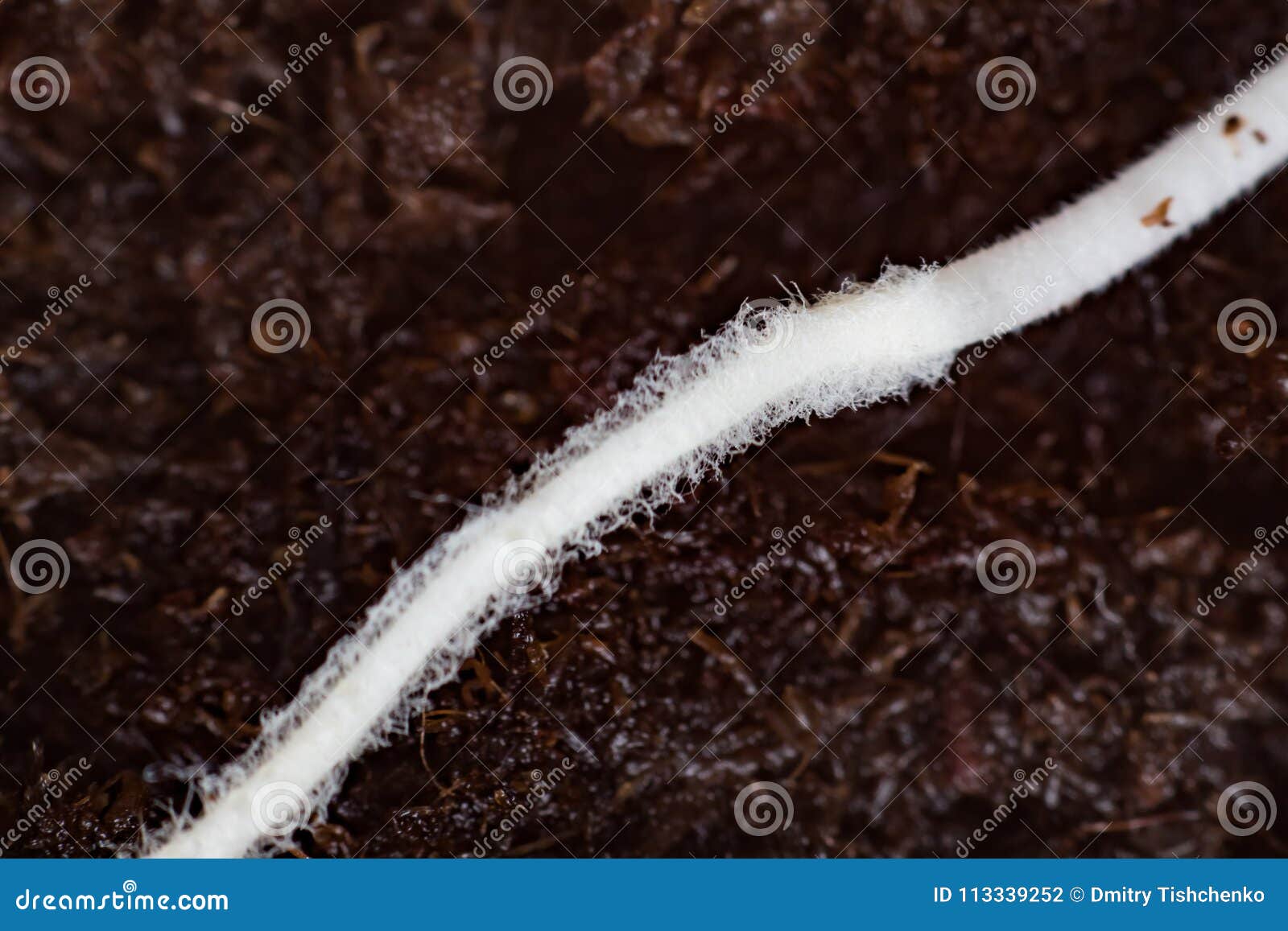 Sprouting Cannabis Seeds, Root on a Earth Stock Photo - Image of sprout ...