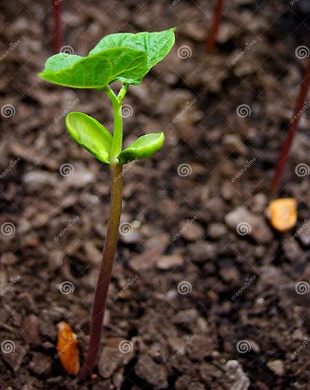 Sprouting Climbing Bean stock image. Image of climb, sprout - 17661203