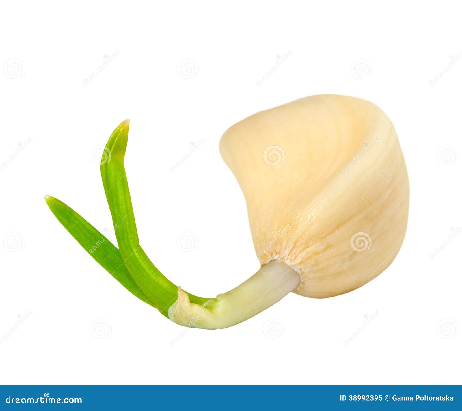Sprouting clove of garlic stock image. Image of bulb - 38992395