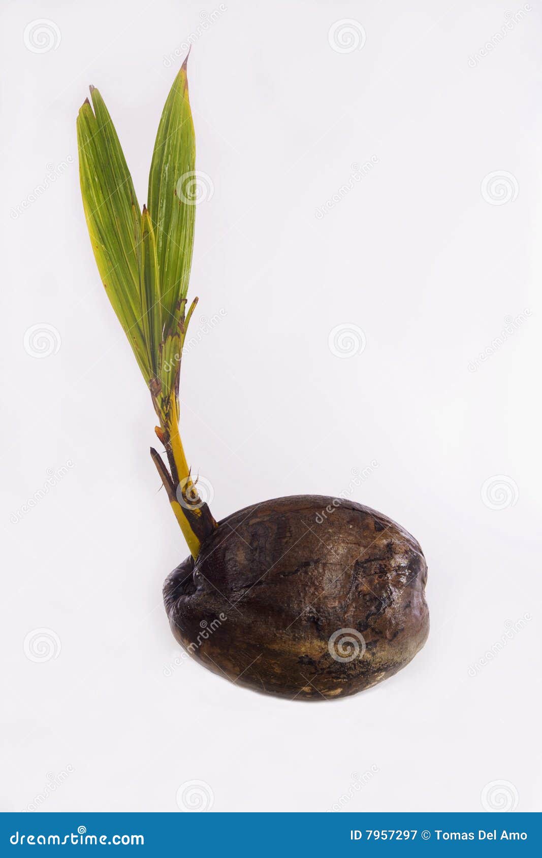 A sprouting coconut stock image. Image of baby, seedling - 7957297