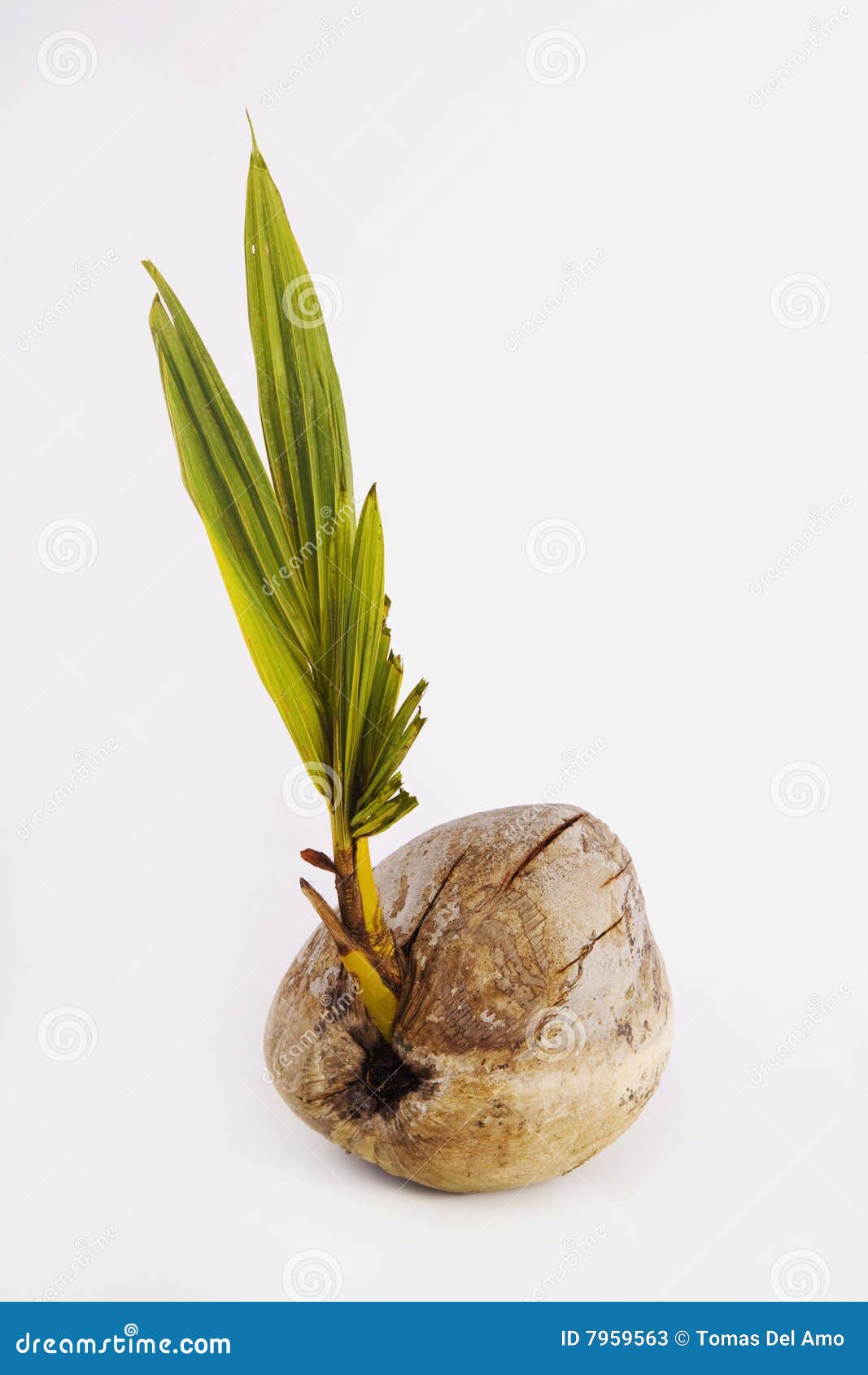 A sprouting coconut stock image. Image of branch, baby - 7959563