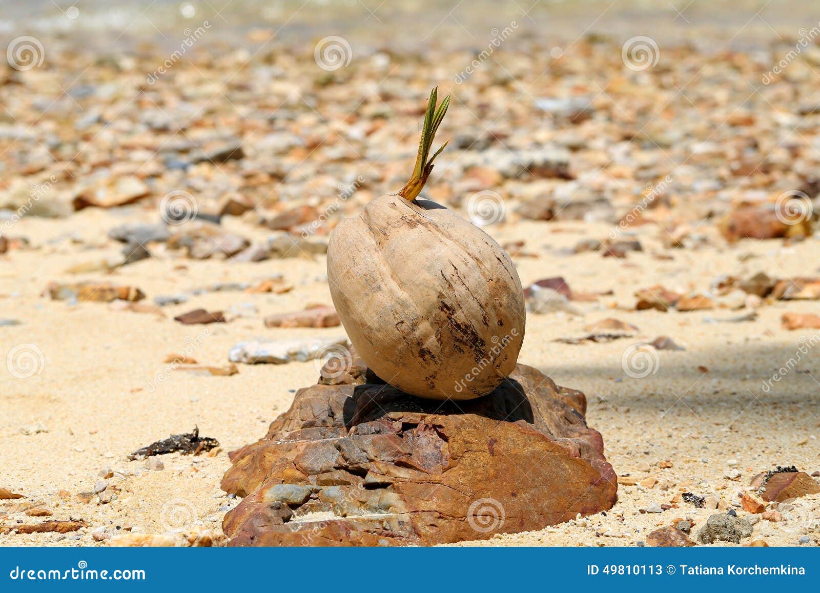 Sprouting coconut stock image. Image of beach, bright - 49810113