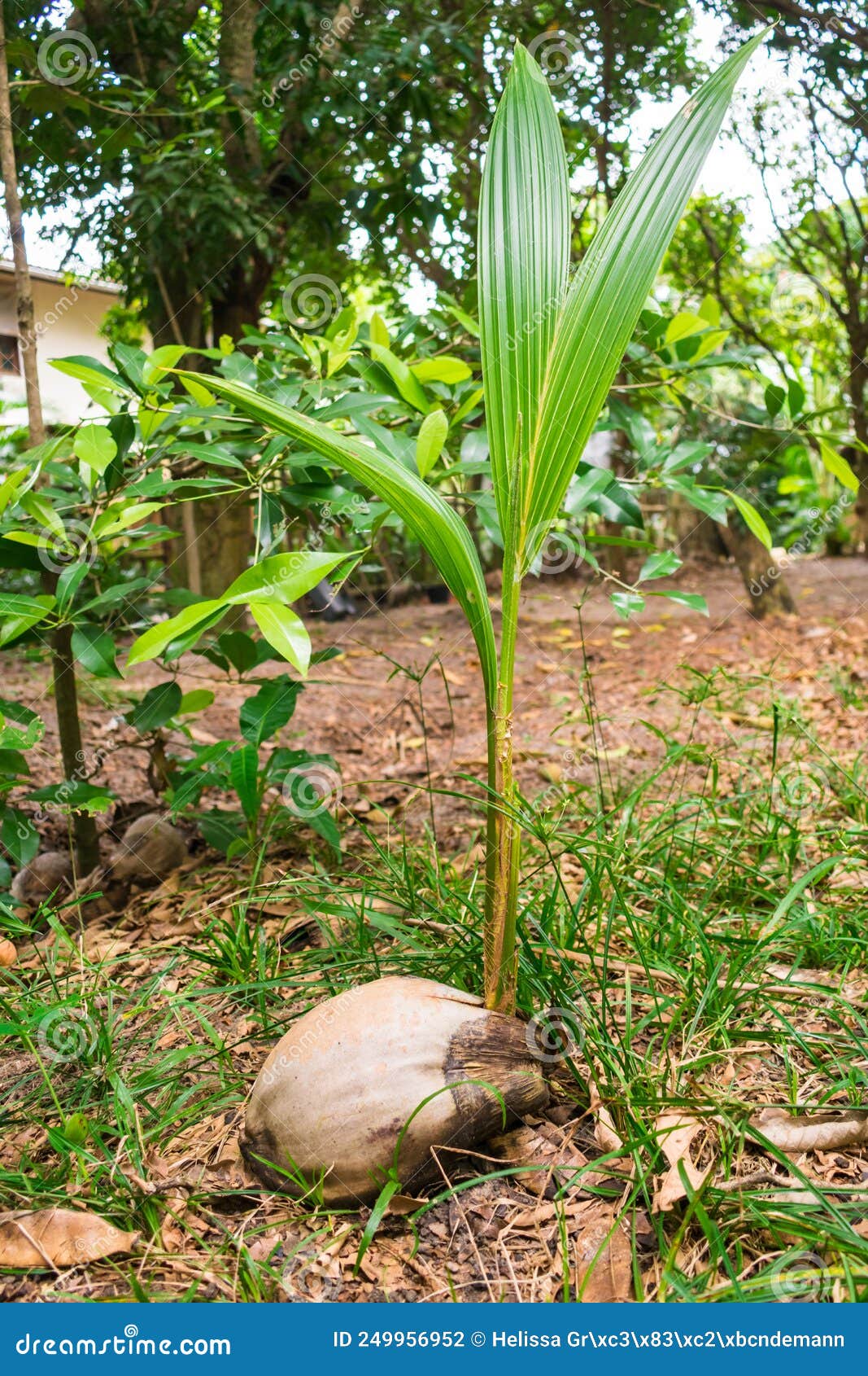 Sprouting Coconut at a Garden Stock Photo - Image of forest, camacari ...
