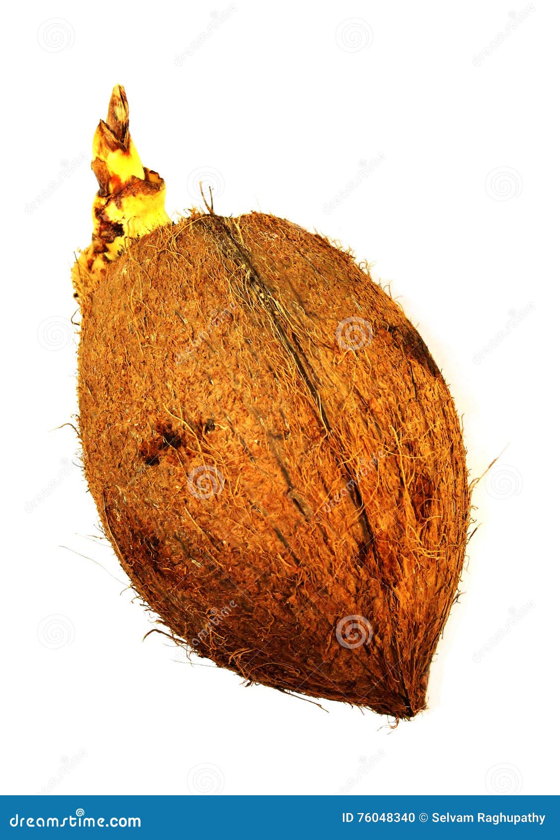 Sprouting Coconut Stock Photos - Download 236 Royalty Free Photos