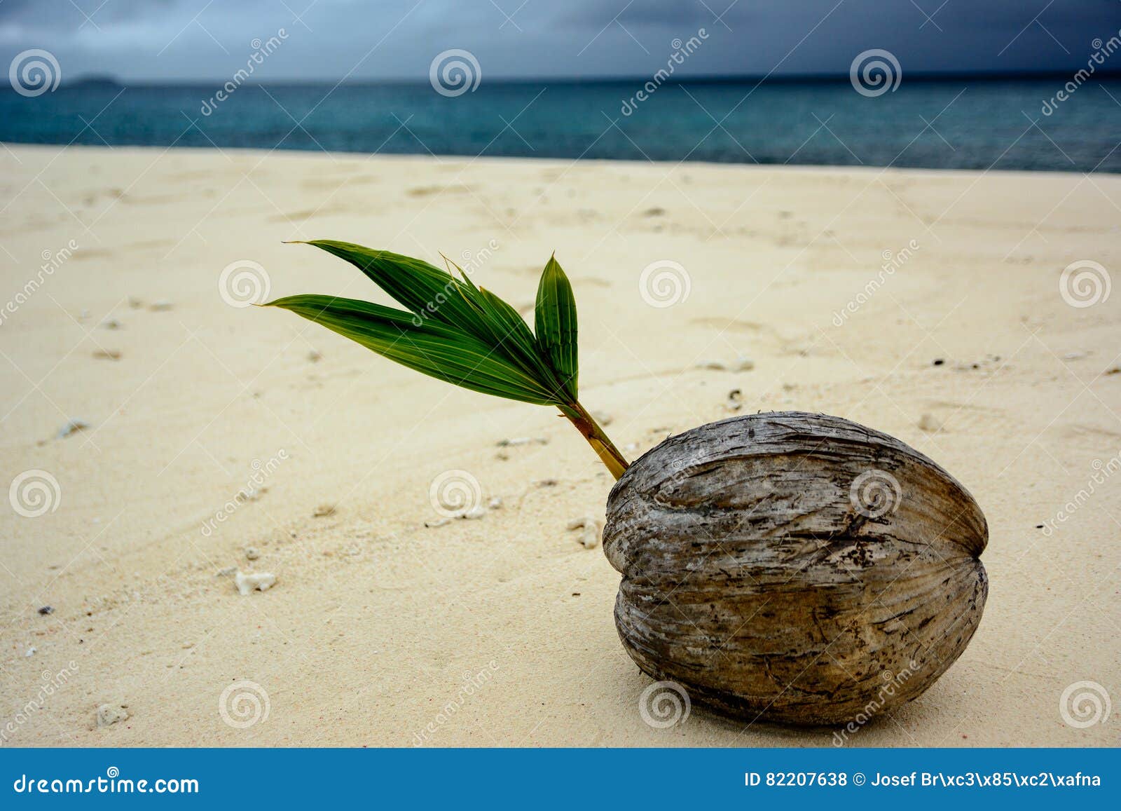 Sprouting coconut stock photo. Image of water, ocean - 82207638