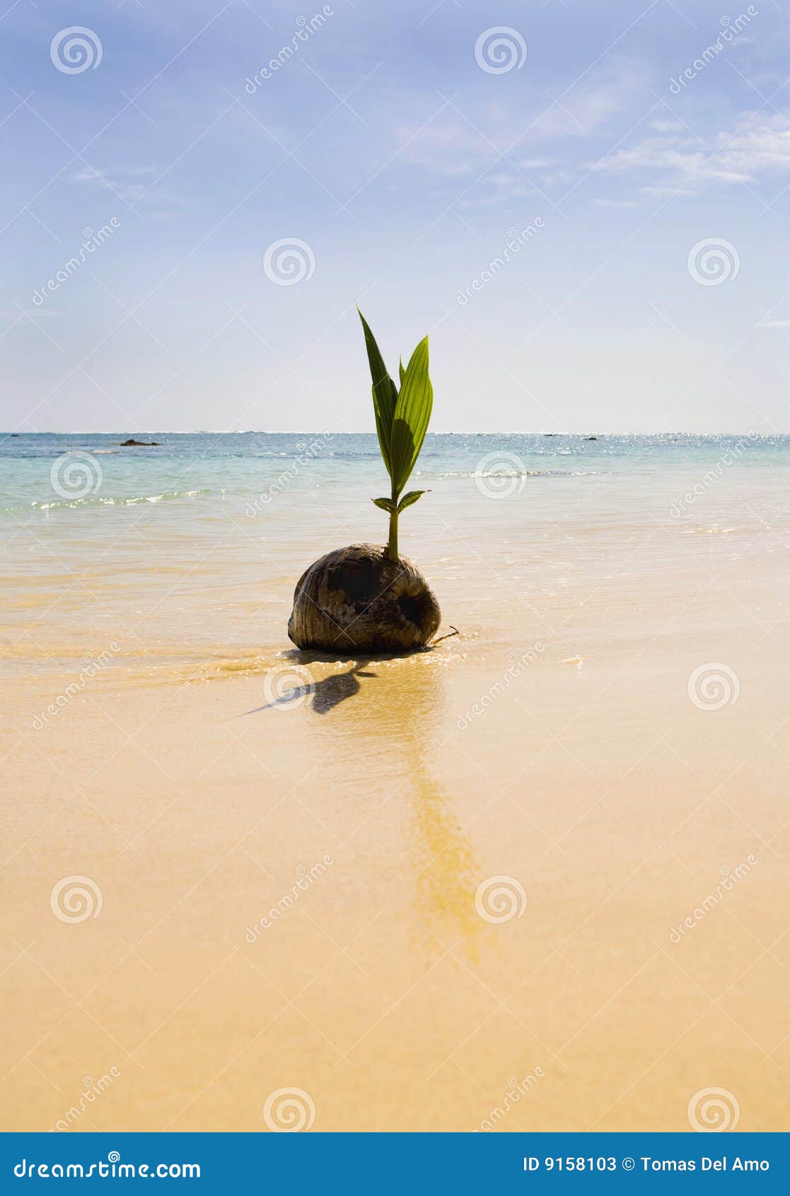Sprouting Coconut Washes Up on the Shore Stock Image - Image of seed ...