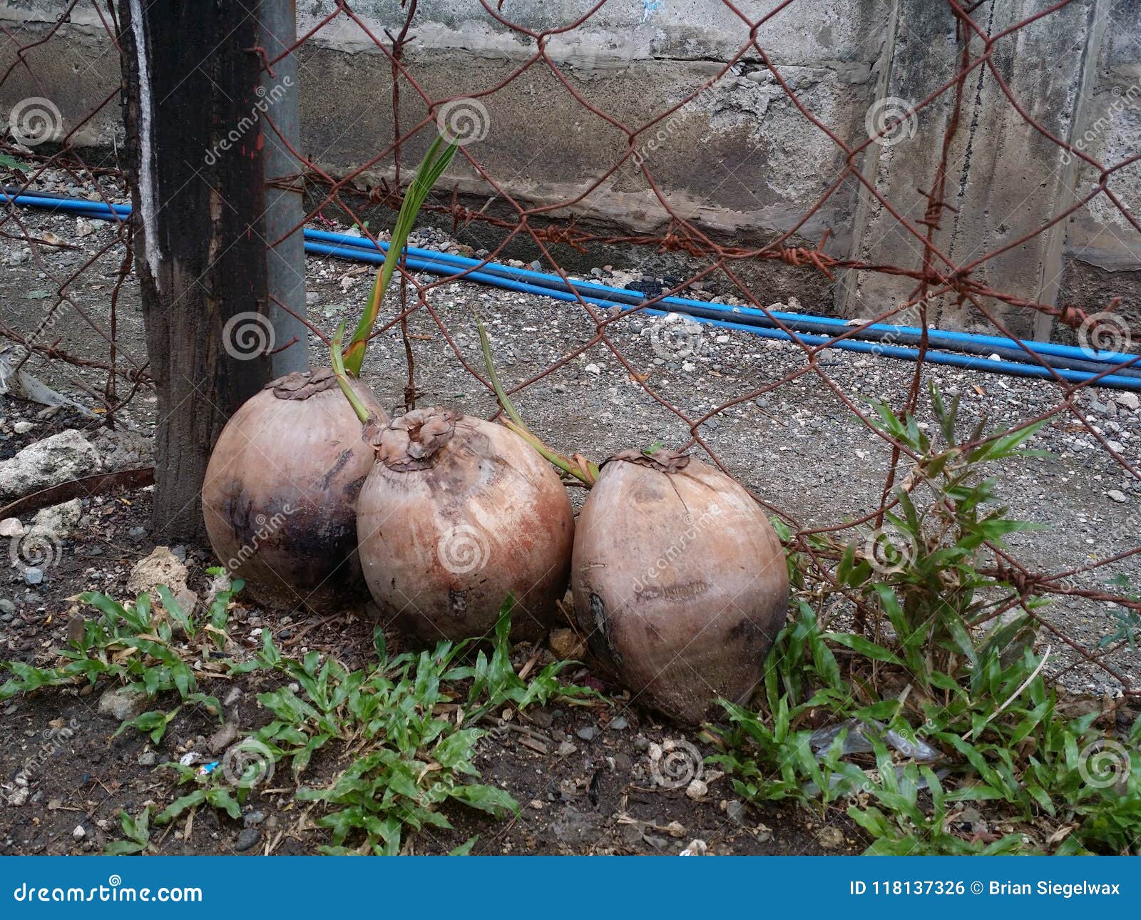 Sprouting Coconuts stock photo. Image of sprouting, begun - 118137326