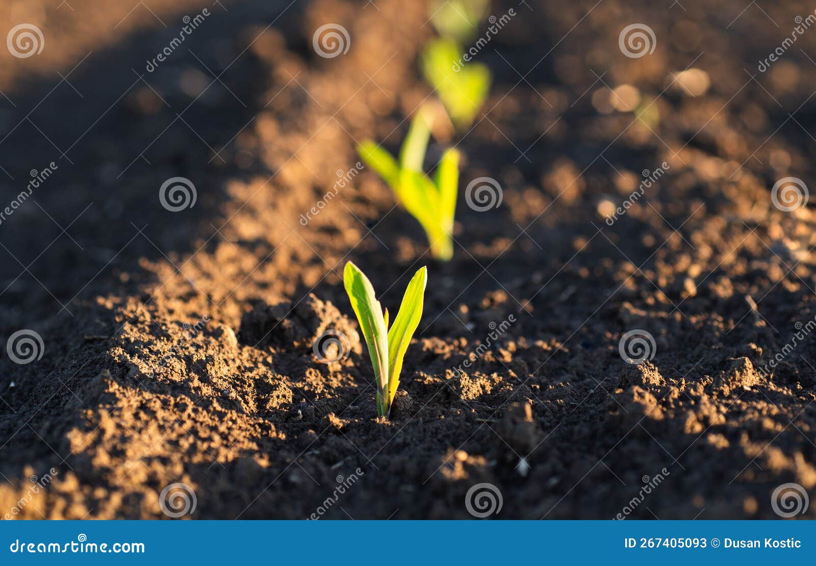 Sprouting Corn Agriculture on a Field in Sunset Stock Image - Image of ...
