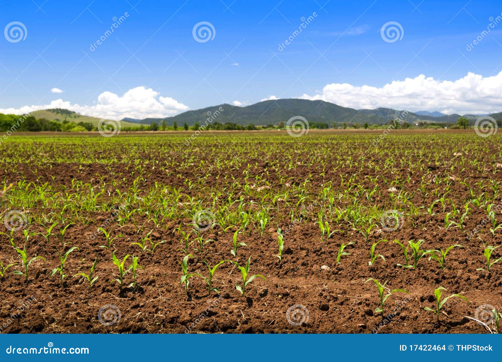 Sprouting Corn Crop stock photo. Image of grass, pasture - 17422464