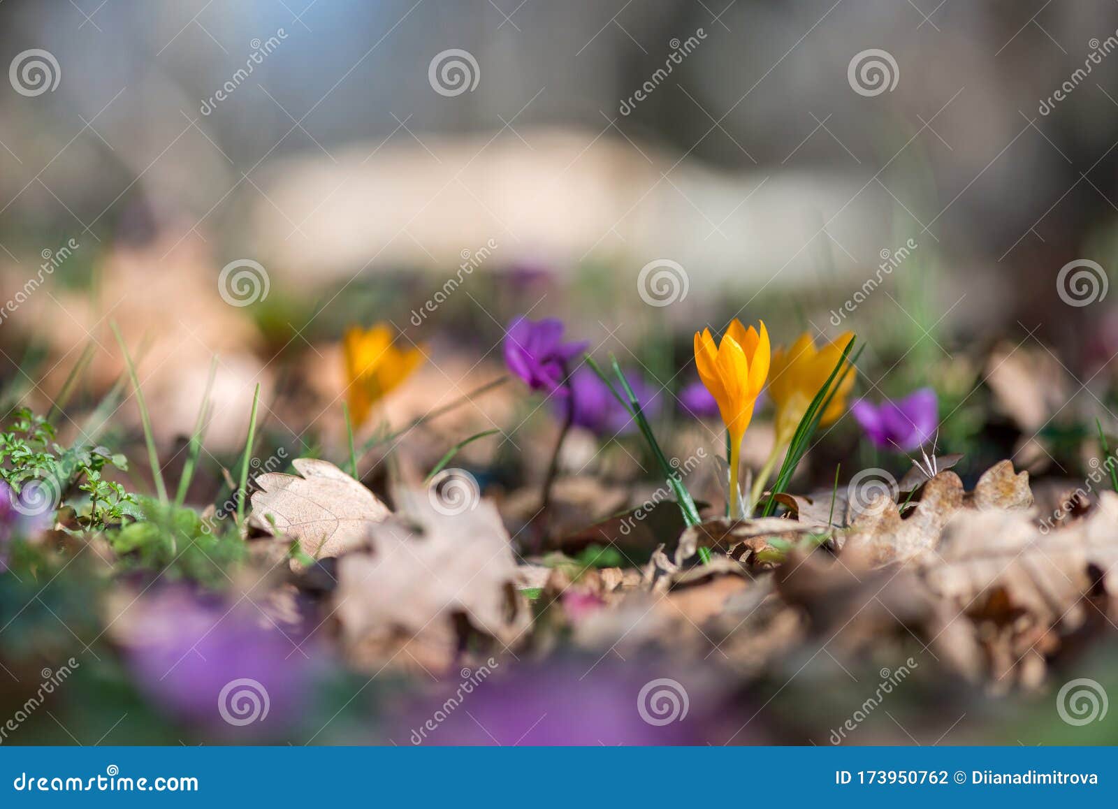 Sprouting Crocus and Pink Cyclamens in Spring Forest Stock Photo ...