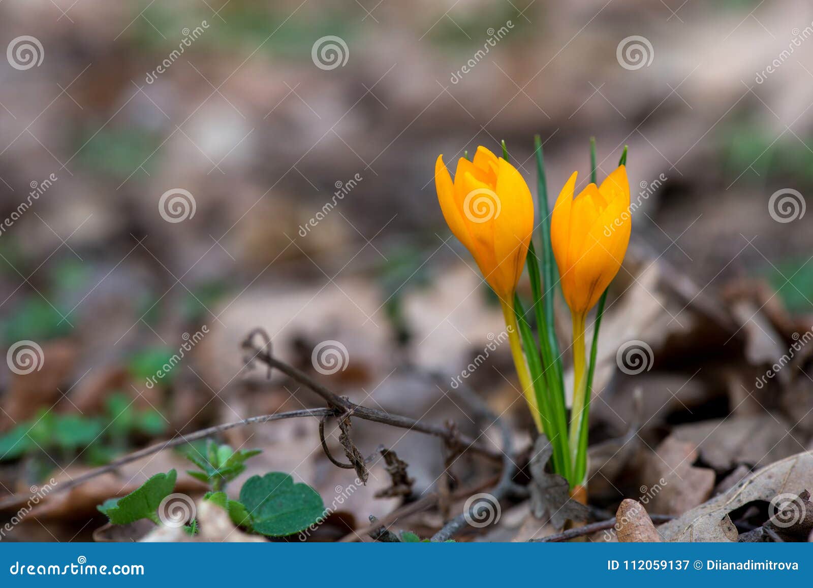 Sprouting Crocus in Spring Garden Stock Image - Image of flower, green ...