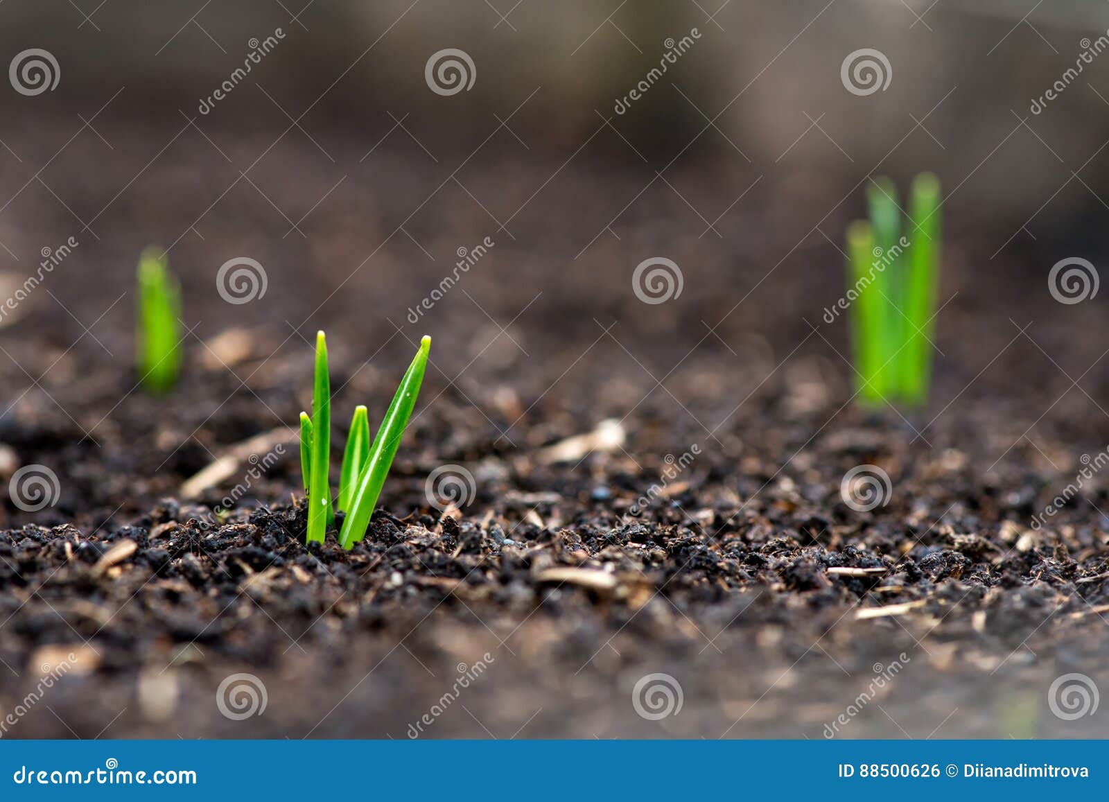 Sprouting Crocus in Spring Garden Stock Photo - Image of seasonal ...