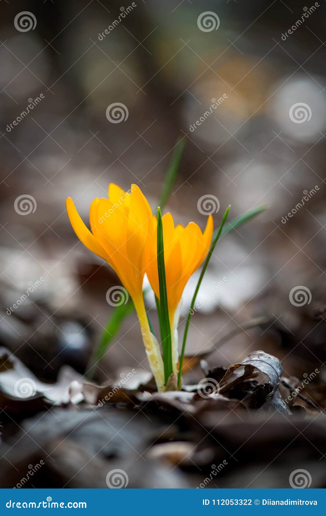 Sprouting Crocus in Spring Garden Stock Photo - Image of easter ...