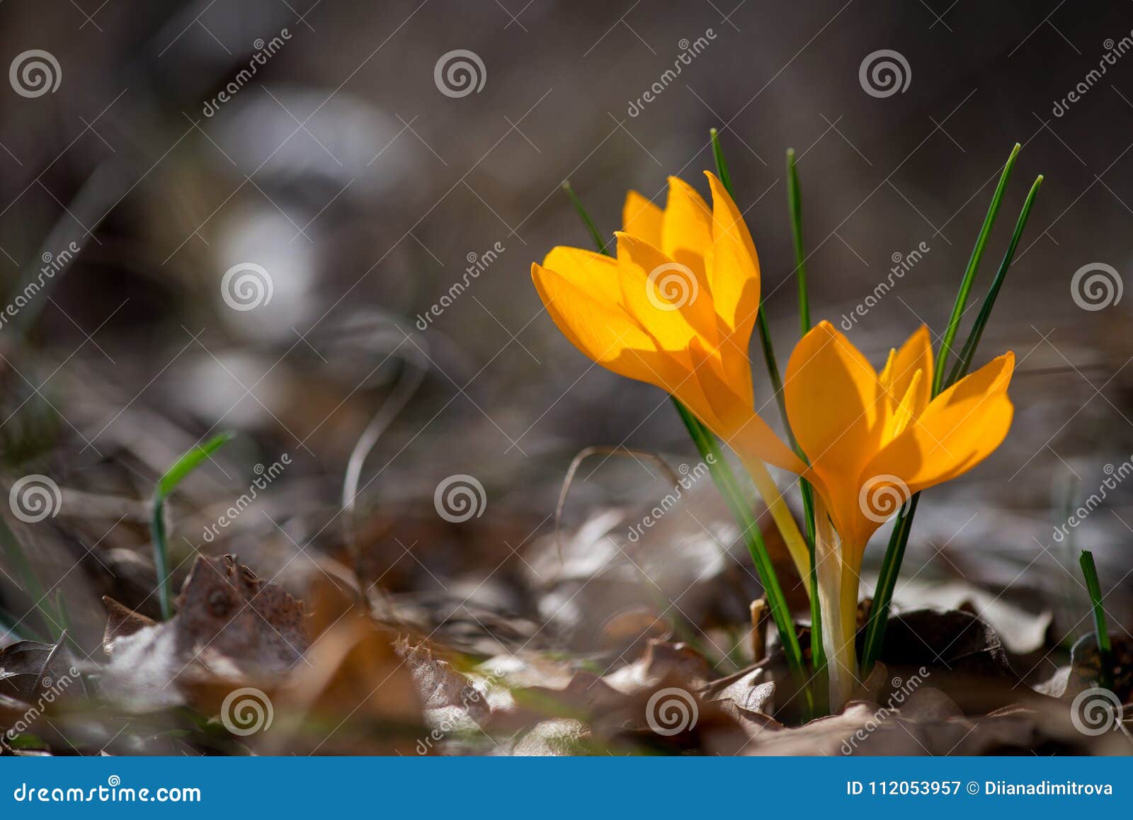 Sprouting Crocus in Spring Garden Stock Image - Image of easter, petal ...