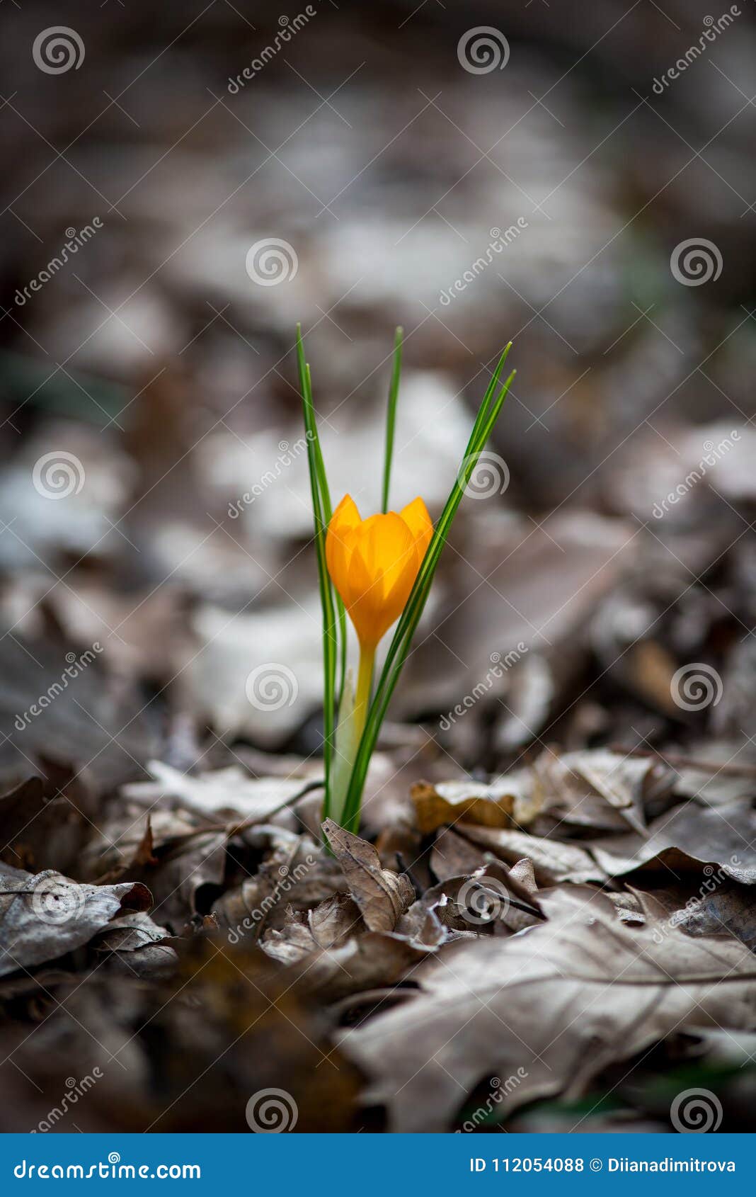Sprouting Crocus in Spring Garden Stock Photo - Image of leaf ...