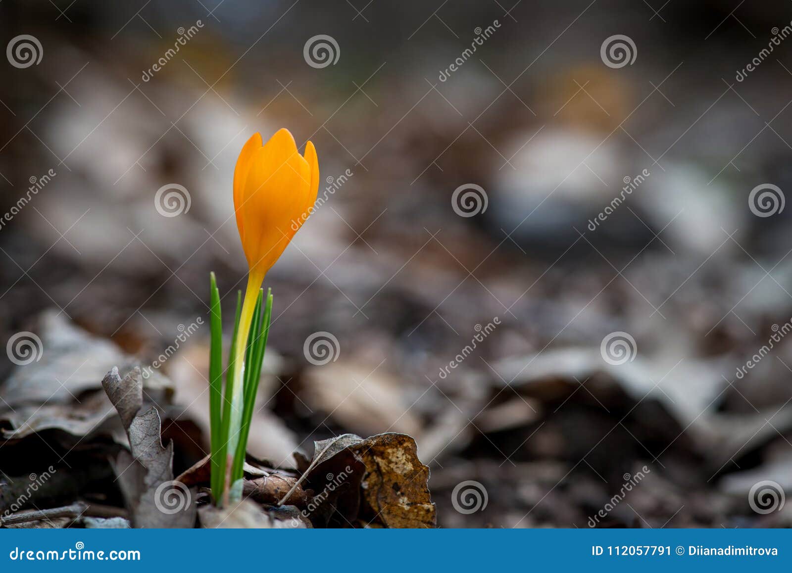 Sprouting Crocus in Spring Garden Stock Image - Image of earth, blossom ...