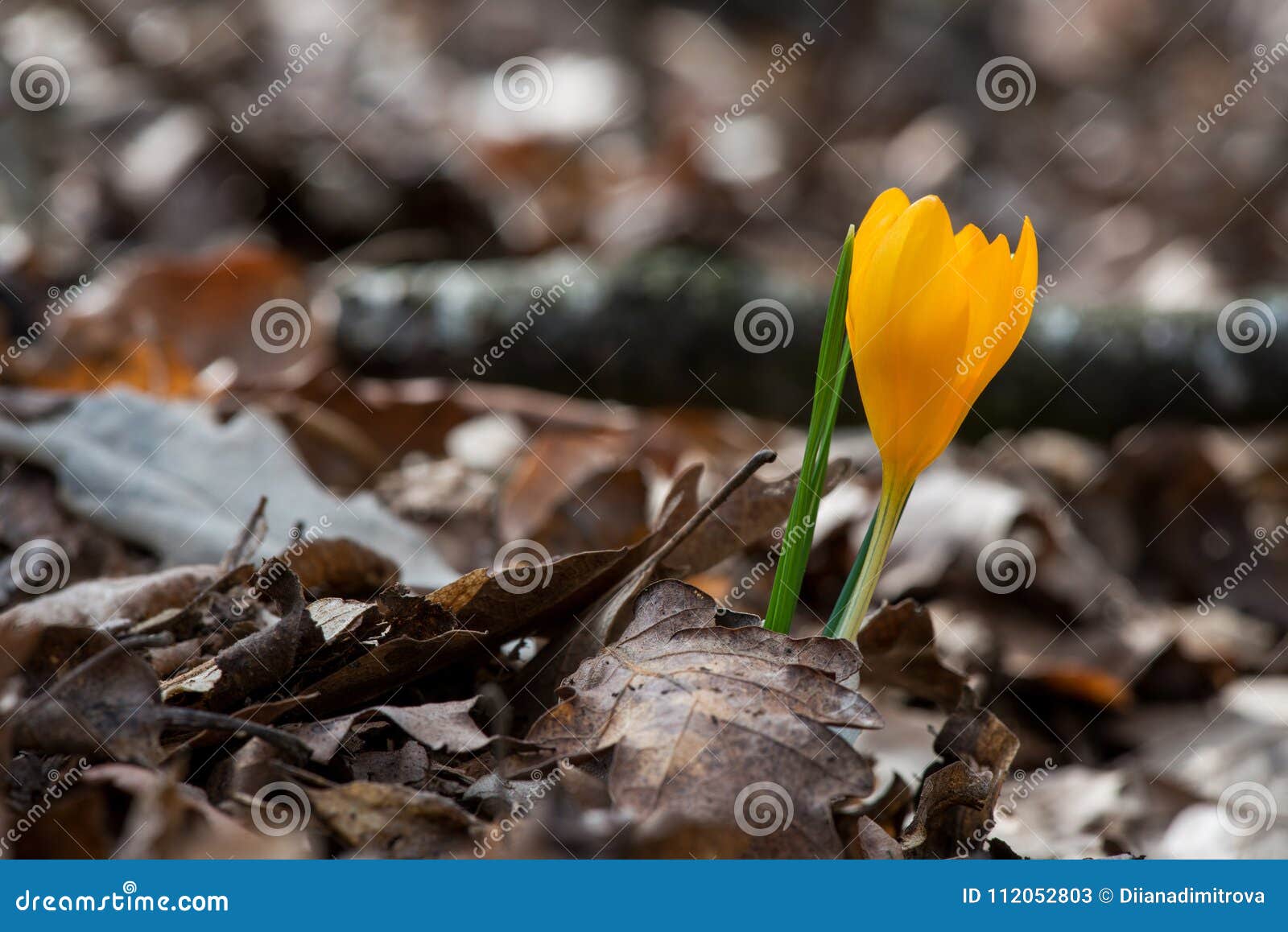 Sprouting Crocus in Spring Garden Stock Image - Image of flowers ...