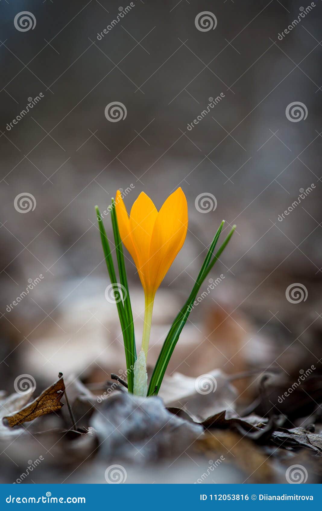 Sprouting Crocus in Spring Garden Stock Photo - Image of soil, nature ...
