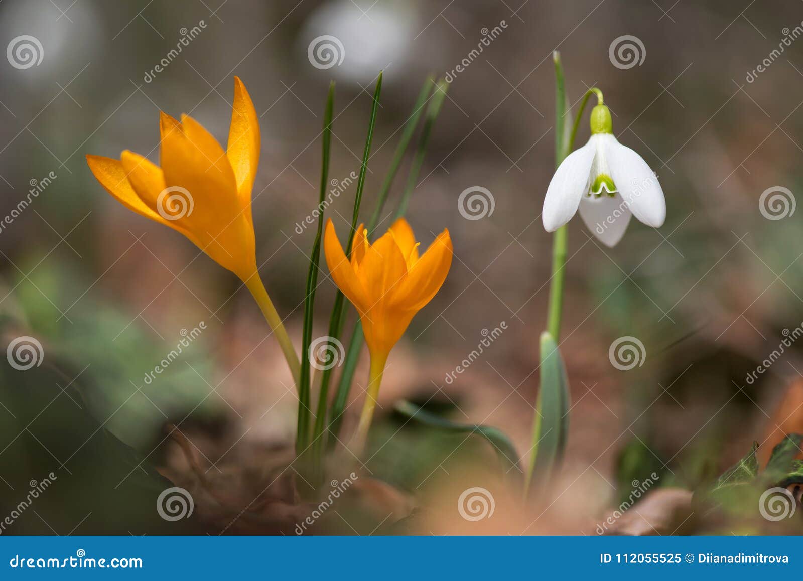 Sprouting Crocus in Spring Garden Stock Image - Image of blooming ...