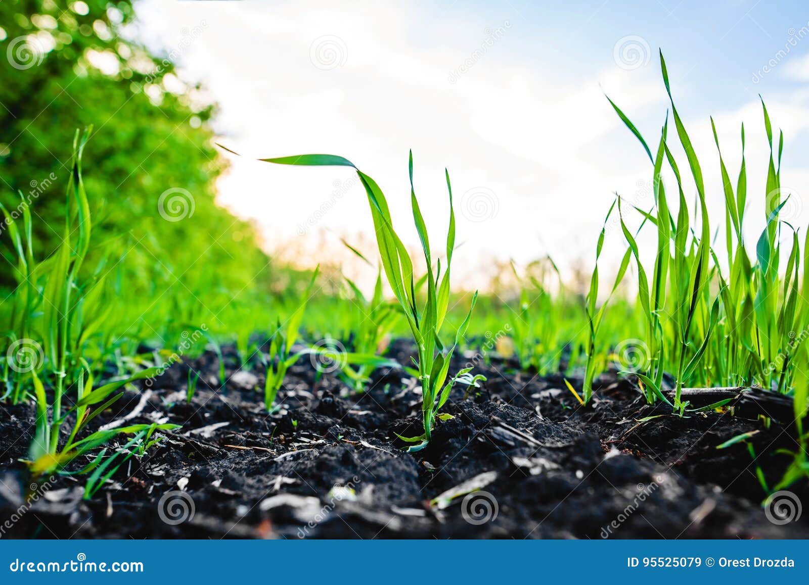 Sprouting Field of Maize, Corn Stock Image - Image of environment ...