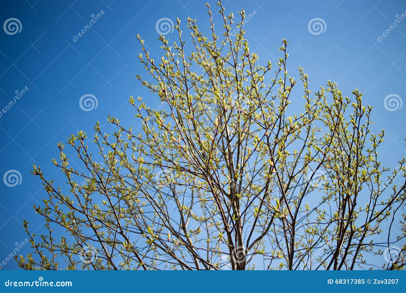 Sprouting Fresh Leaves on a Twig Against Blue Sky at Spring Stock Image ...