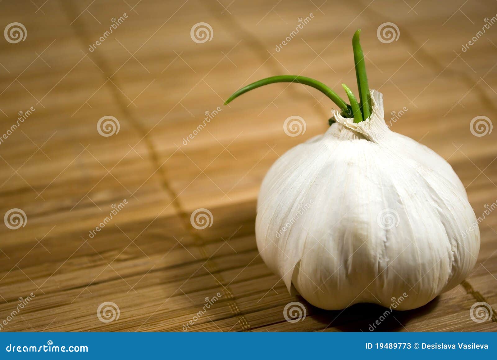 Sprouting garlic stock image. Image of bulb, pungent - 19489773