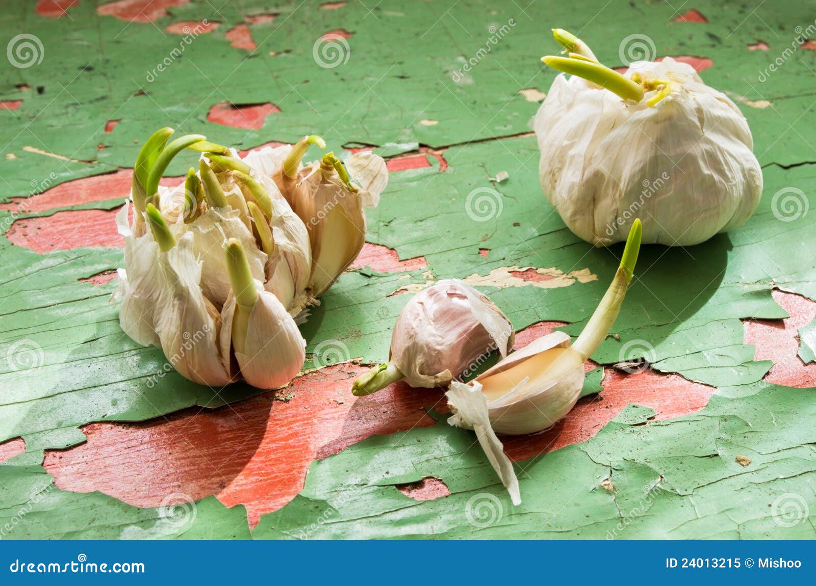 Sprouting garlic stock image. Image of still, food, bulb - 24013215