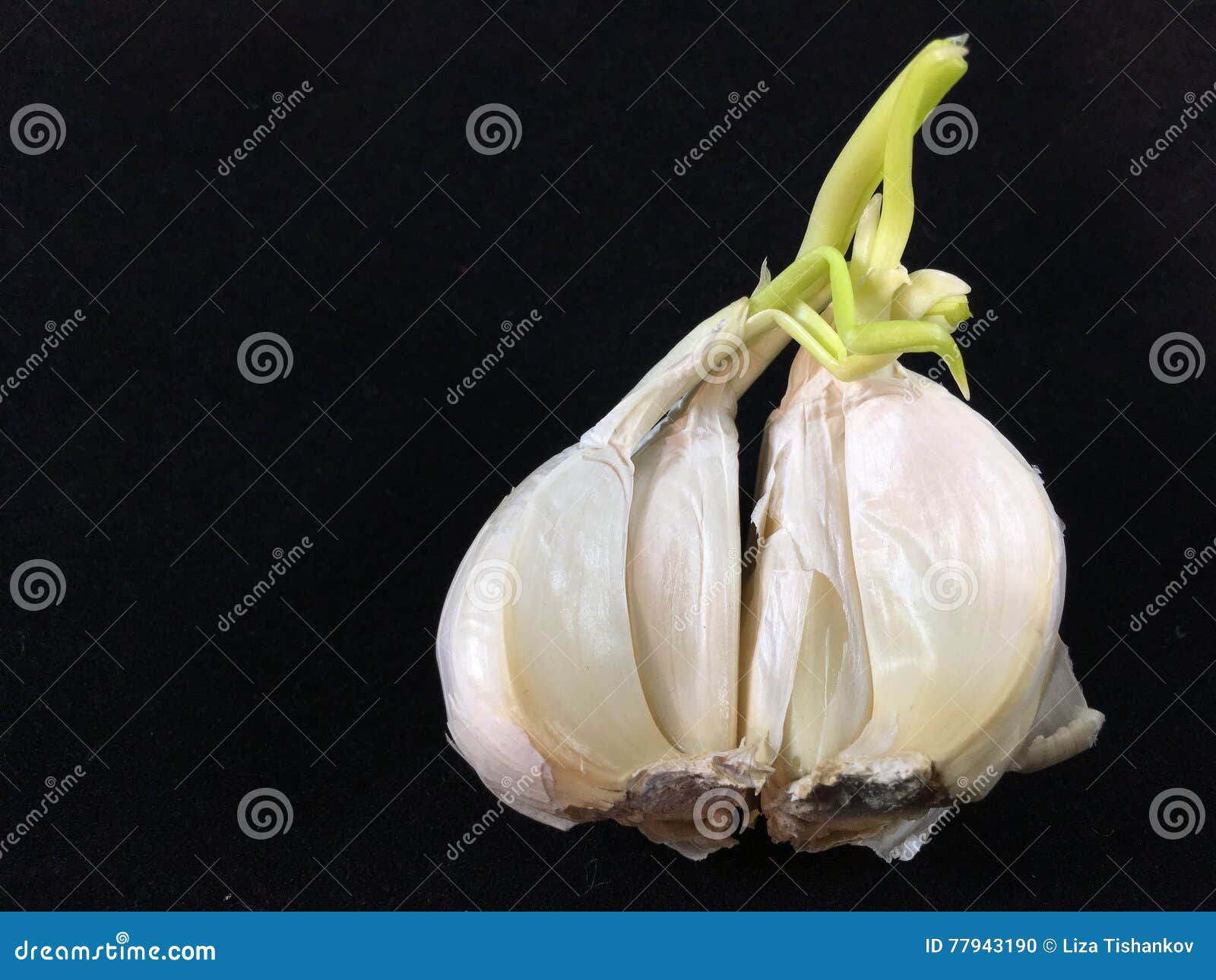 Sprouting garlic bulbs stock photo. Image of details - 77943190