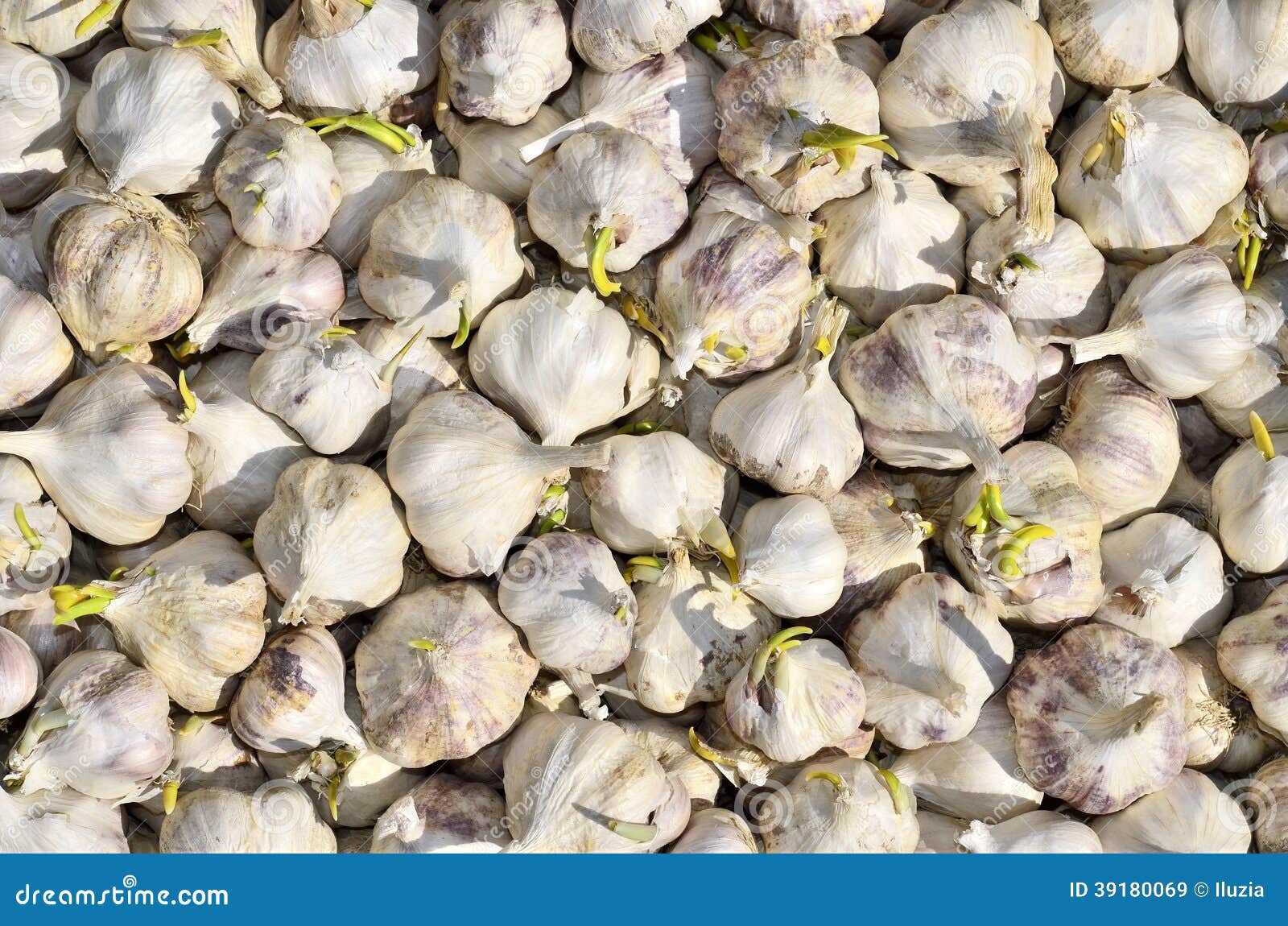 Sprouting garlic stock image. Image of plant, garlic - 39180069