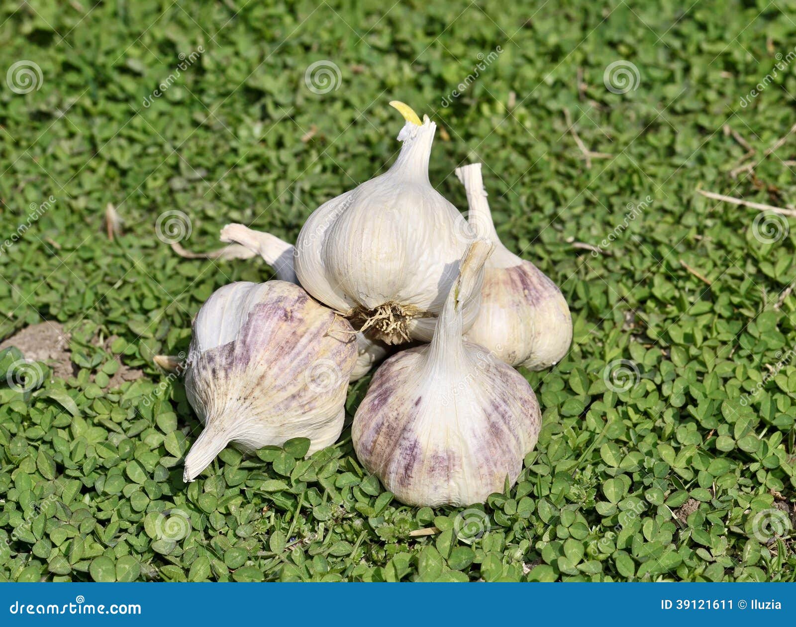 Sprouting garlic stock image. Image of garlic, bulb, fresh - 39121611