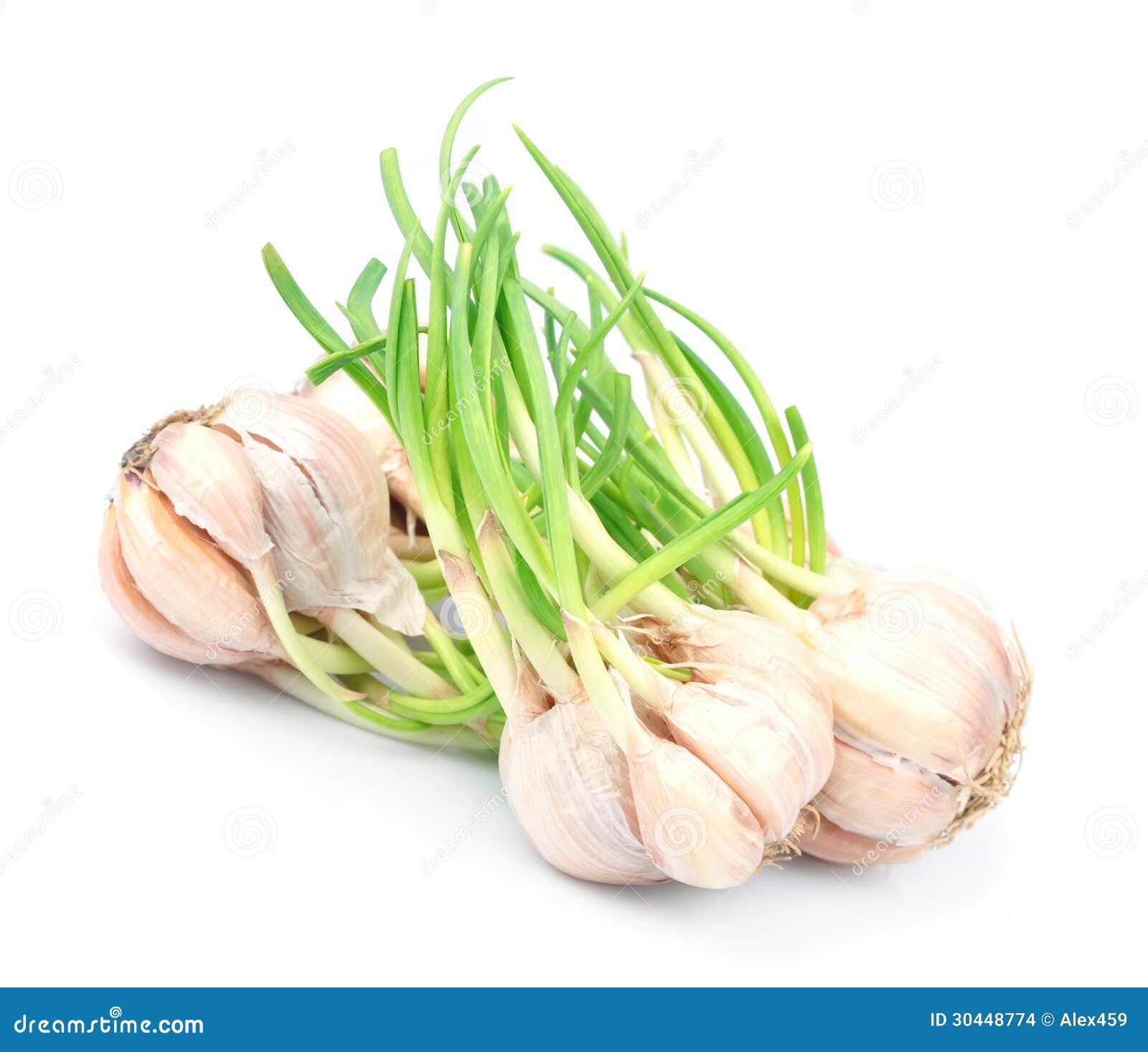 Sprouting garlic stock photo. Image of garlic, cultivated - 30448774