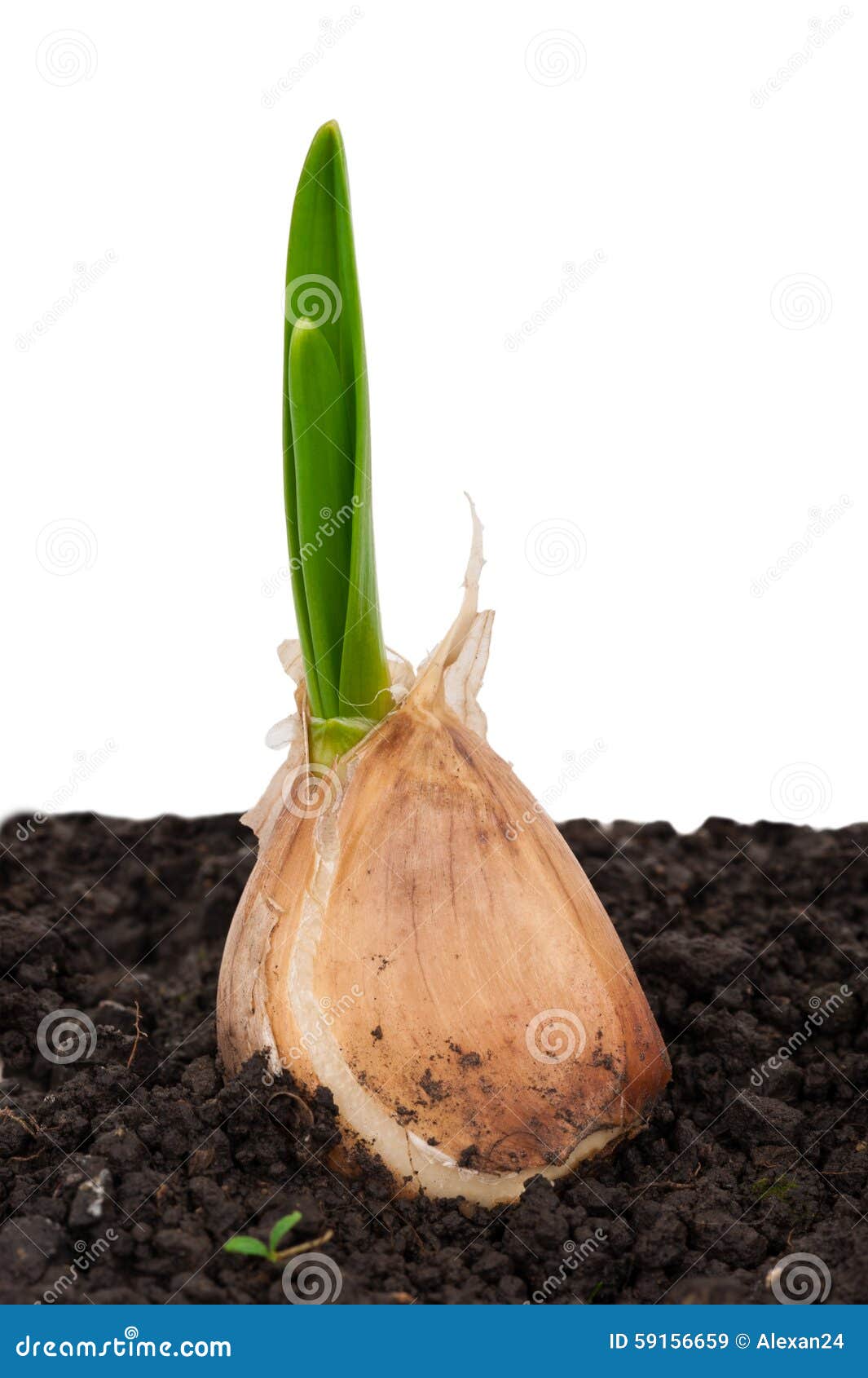 Sprouting garlic in soil stock image. Image of healthy - 59156659