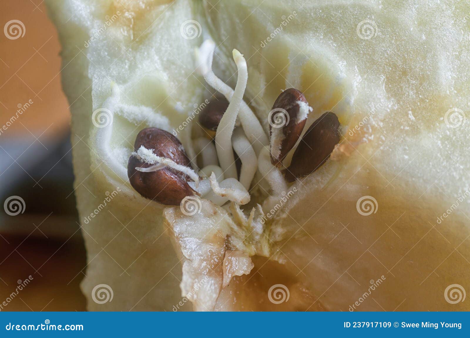 Sprouting Germinated Apple Seeds Inside the Flesh. Stock Image - Image ...