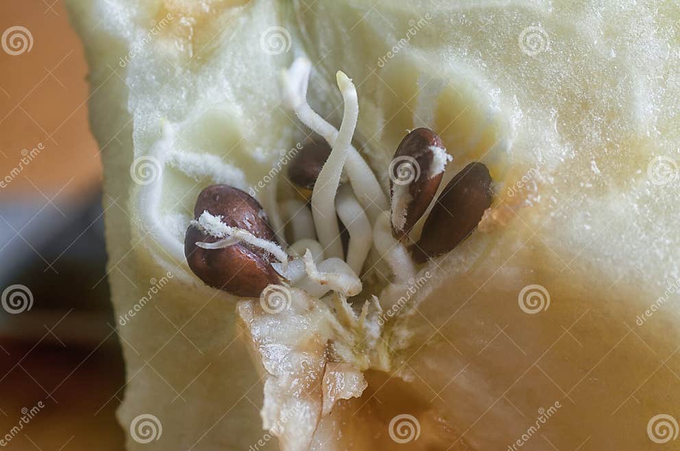 Sprouting Germinated Apple Seeds Inside the Flesh. Stock Image - Image ...