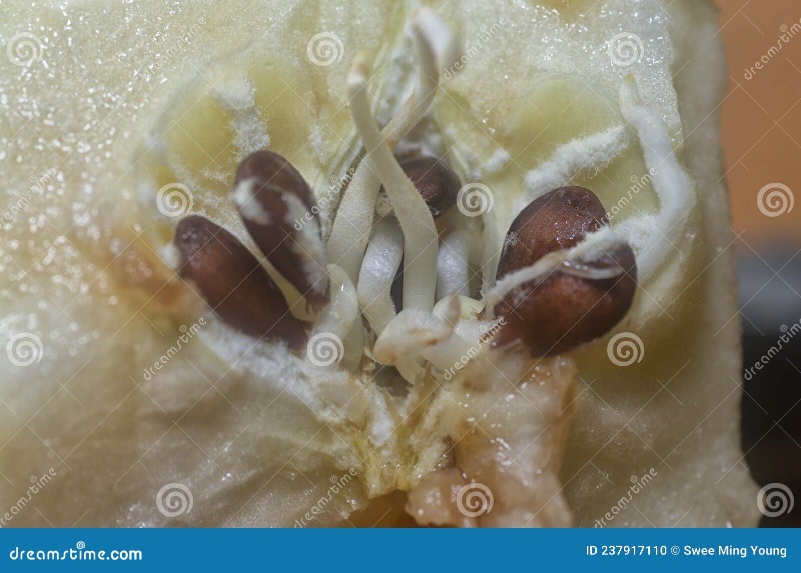 Sprouting Germinated Apple Seeds Inside the Flesh. Stock Photo - Image ...