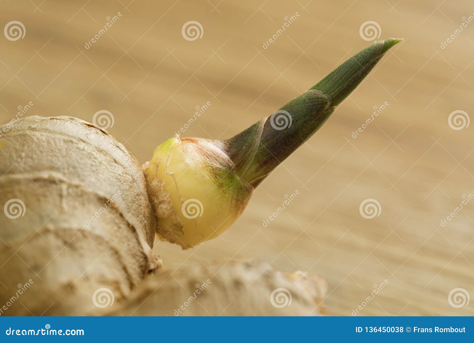 Sprouting ginger root stock photo. Image of plant, sprouting - 136450038