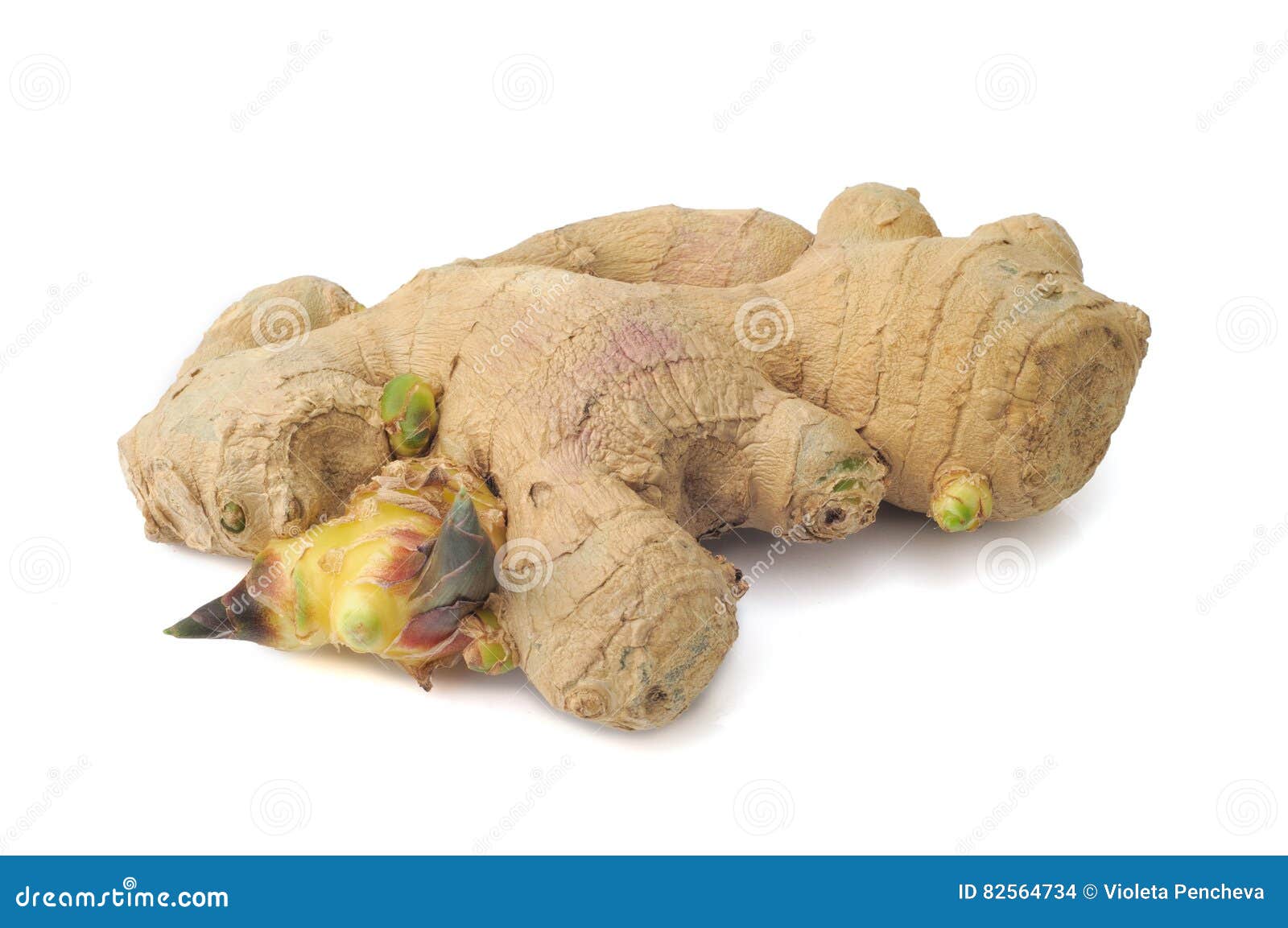 Sprouting ginger stock photo. Image of spice, healthy - 82564734