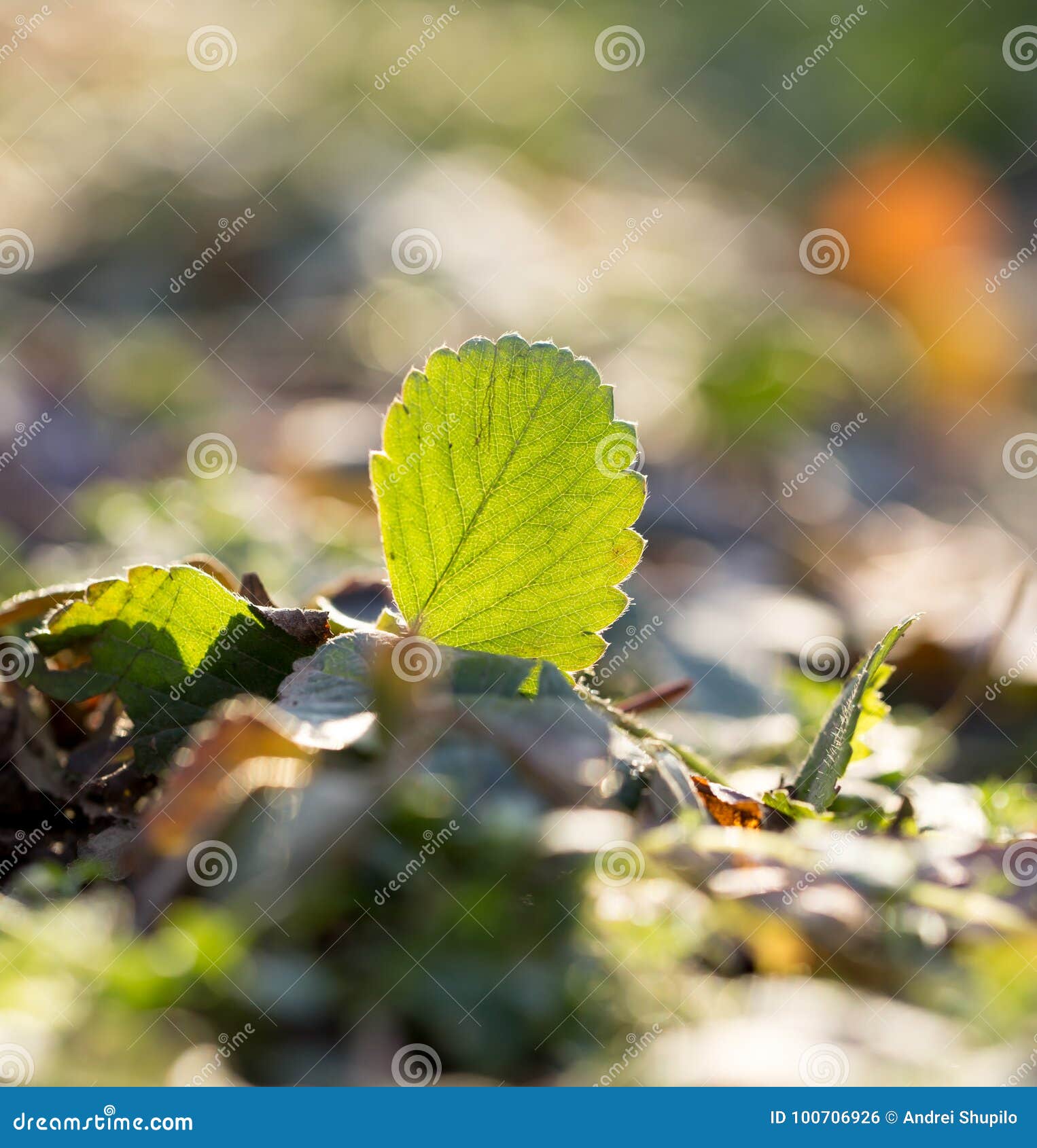 Sprouting grass. macro stock photo. Image of agriculture - 100706926
