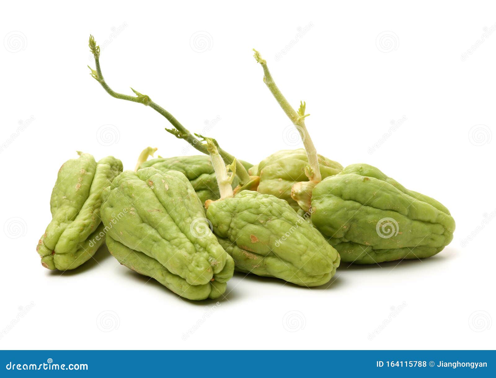 Sprouting green chayote stock photo. Image of organic - 164115788