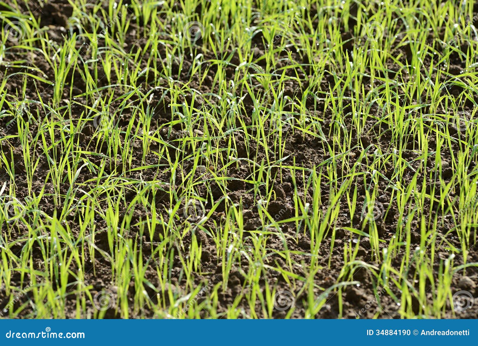 Sprouting green grass stock photo. Image of green, blades - 34884190