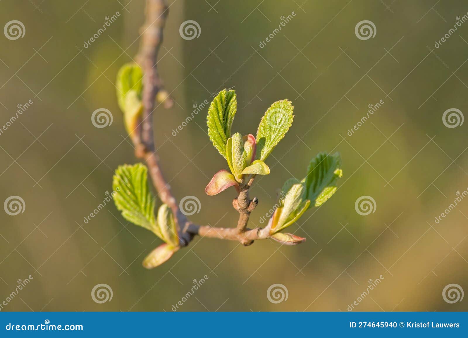 Sprouting Green Leaves of an Alder Tree in Spring Stock Photo - Image ...