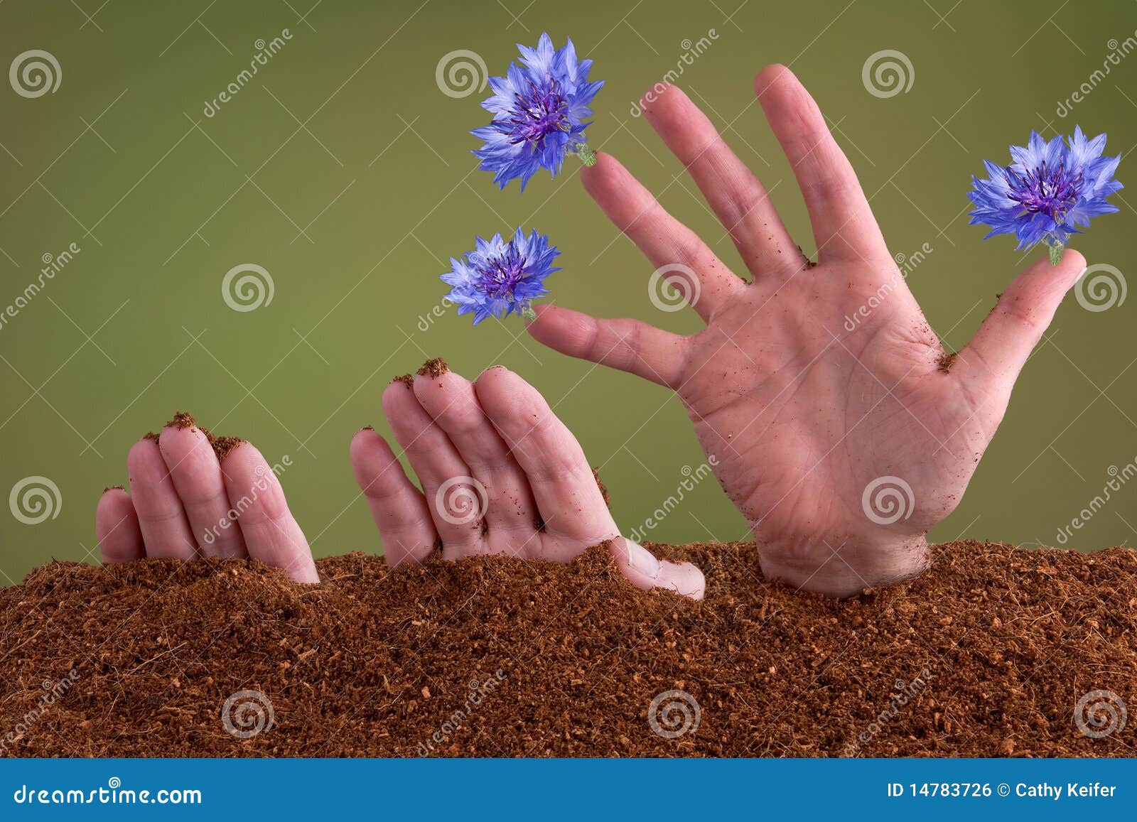 Sprouting hand stock photo. Image of plant, fingers, hand - 14783726