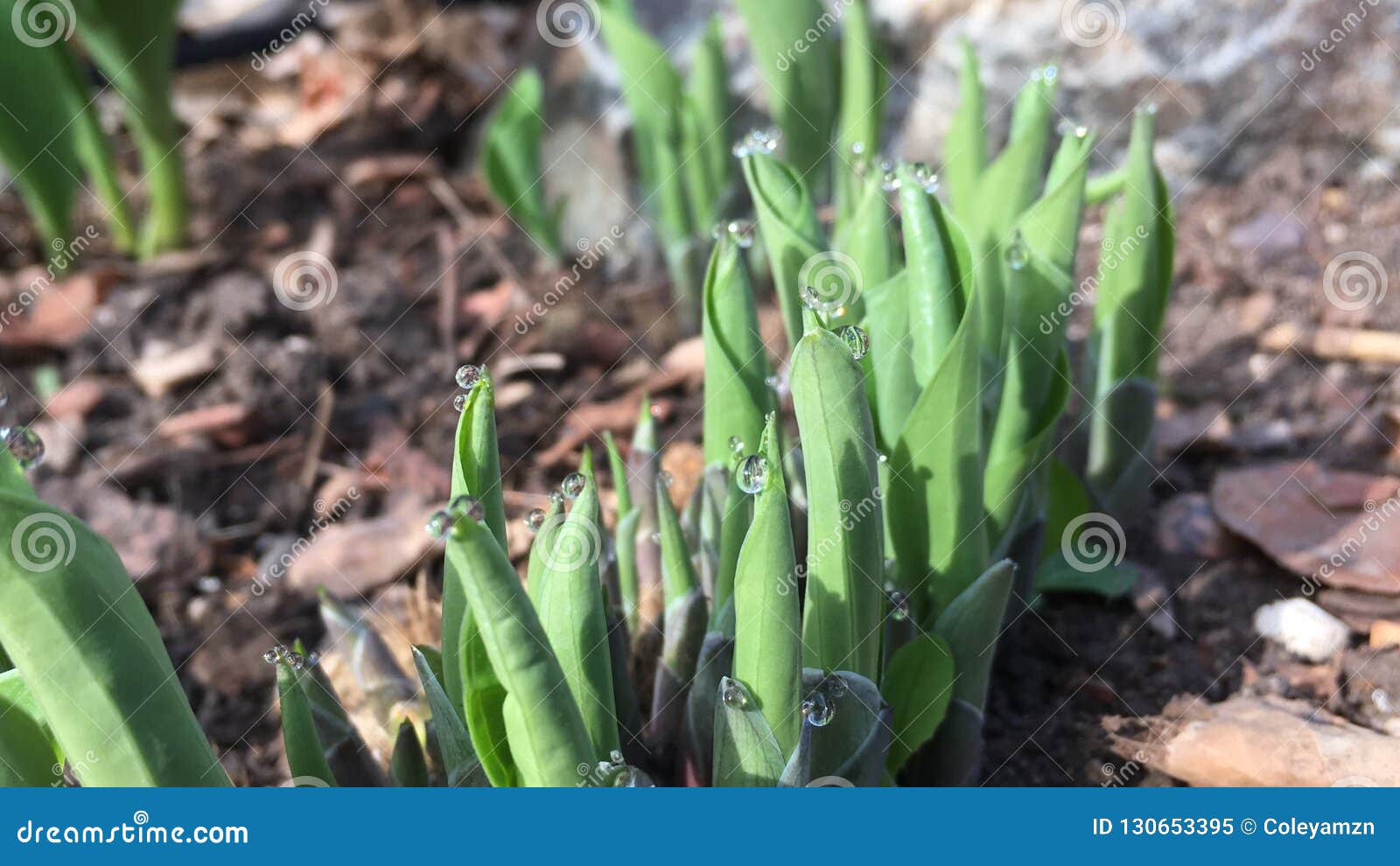 Sprouting Hosta stock image. Image of sprouts, dewdrops - 130653395