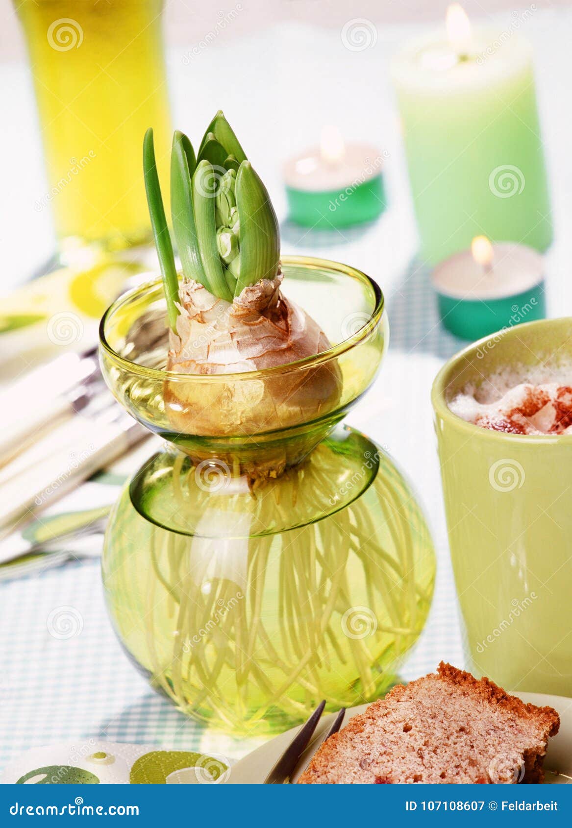 Sprouting Hyacinth Bulb in Water Stock Image - Image of blossom, plant ...