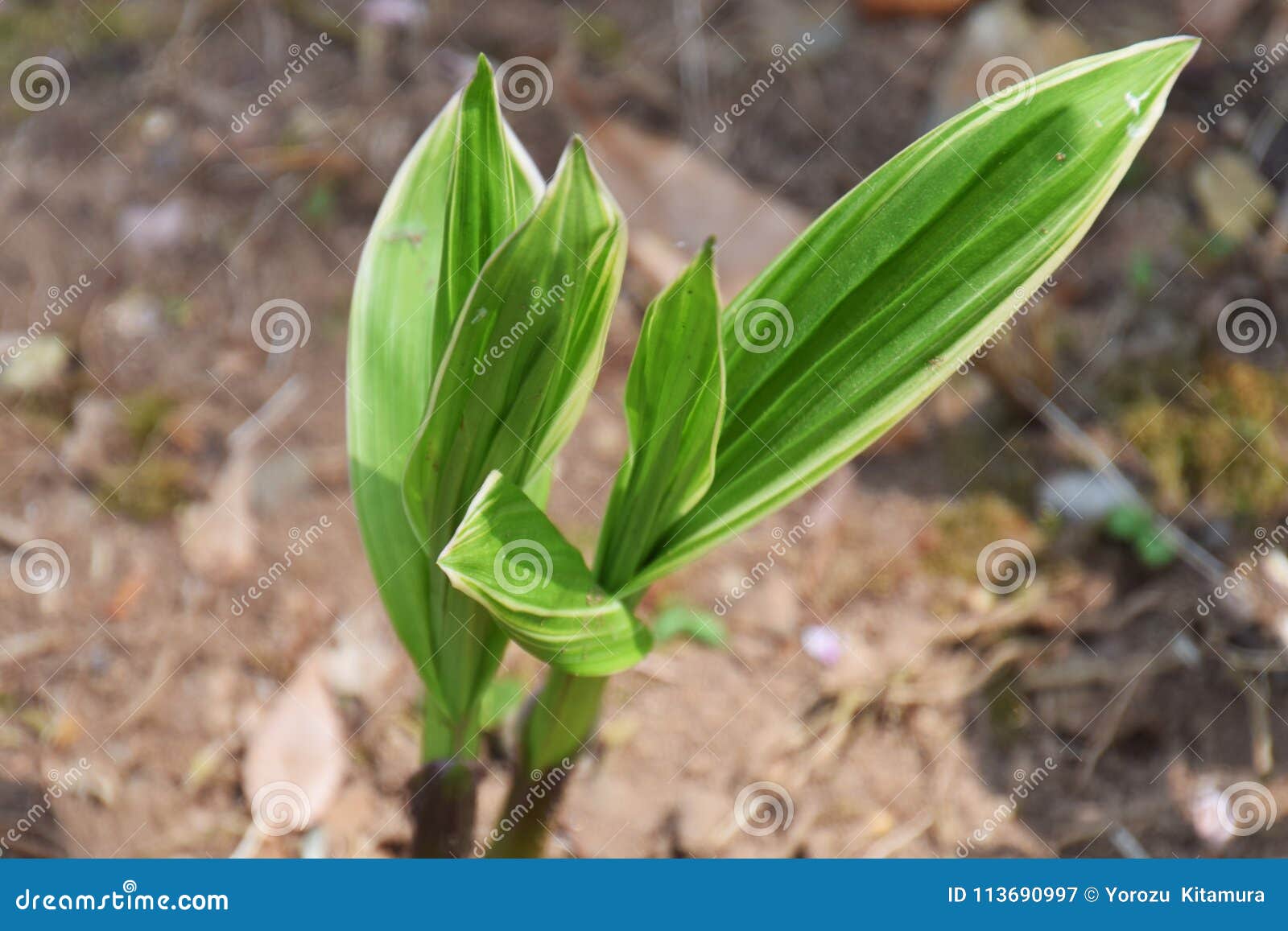 Sprouting of Hyacinth Orchid Stock Image - Image of landscape, purple ...
