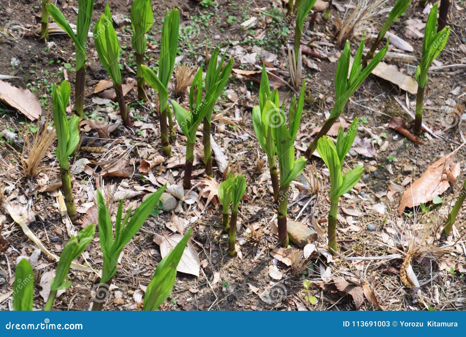 Sprouting of Hyacinth Orchid Stock Image - Image of green, orchid ...